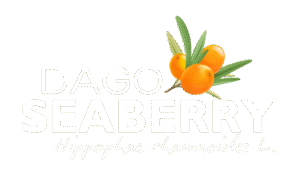 Sea Buckthorn Benefits and Uses Explained - Dago Seaberry